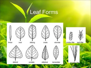 Plant anatomy presentation | PPT