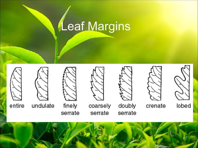 Plant anatomy presentation | PPT