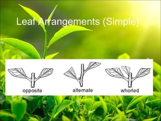 Plant anatomy presentation | PPT