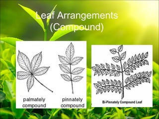 Plant anatomy presentation | PPT