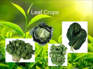 Plant anatomy presentation | PPT