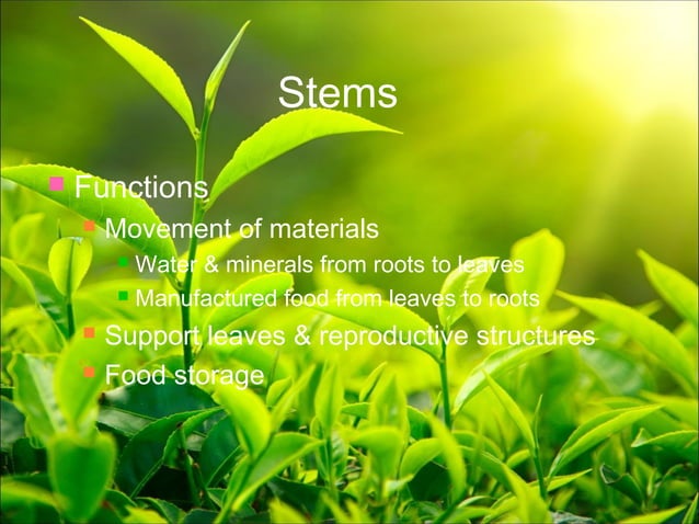 Plant anatomy presentation | PPT
