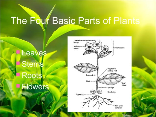 Plant anatomy presentation | PPT