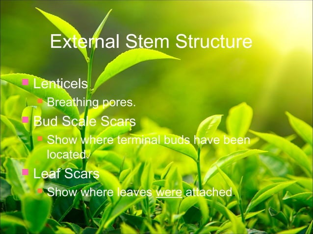 Plant anatomy presentation | PPT