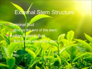 Plant anatomy presentation | PPT