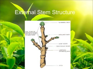 Plant anatomy presentation | PPT