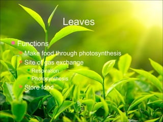 Plant anatomy presentation | PPT