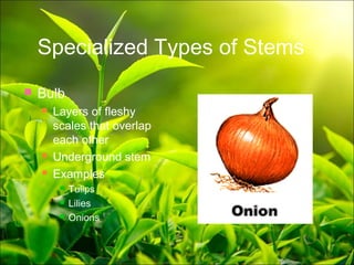 Plant anatomy presentation | PPT
