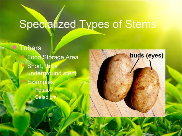 Plant anatomy presentation | PPT