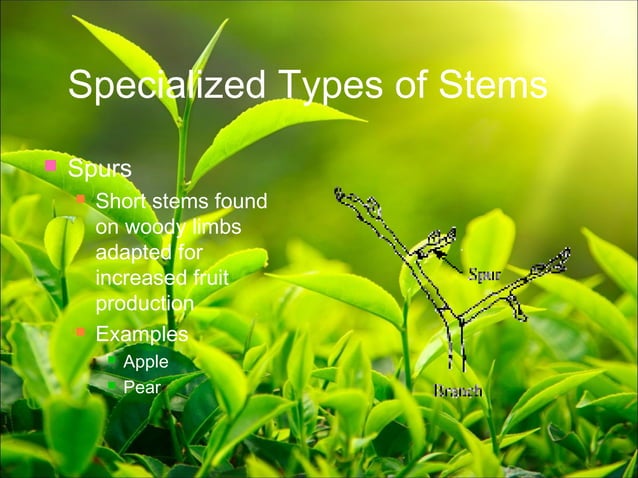 Plant anatomy presentation | PPT