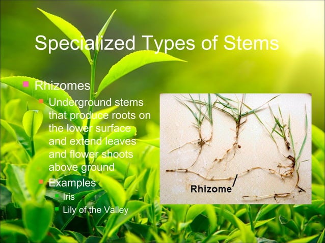 Plant anatomy presentation | PPT