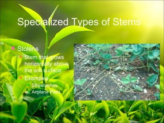 Plant anatomy presentation | PPT