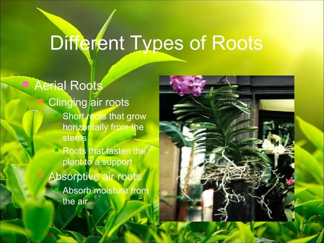 Plant anatomy presentation | PPT