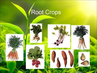 Plant anatomy presentation | PPT