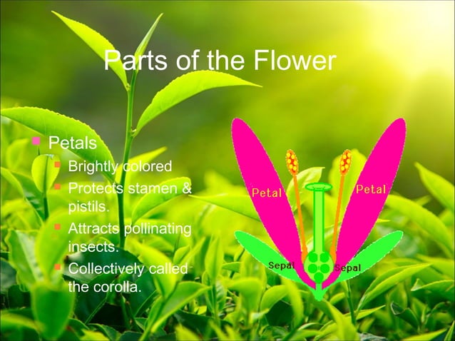 Plant anatomy presentation | PPT
