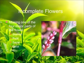 Plant anatomy presentation | PPT