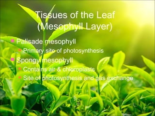 Plant anatomy presentation | PPT