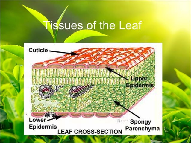 Plant anatomy presentation | PPT