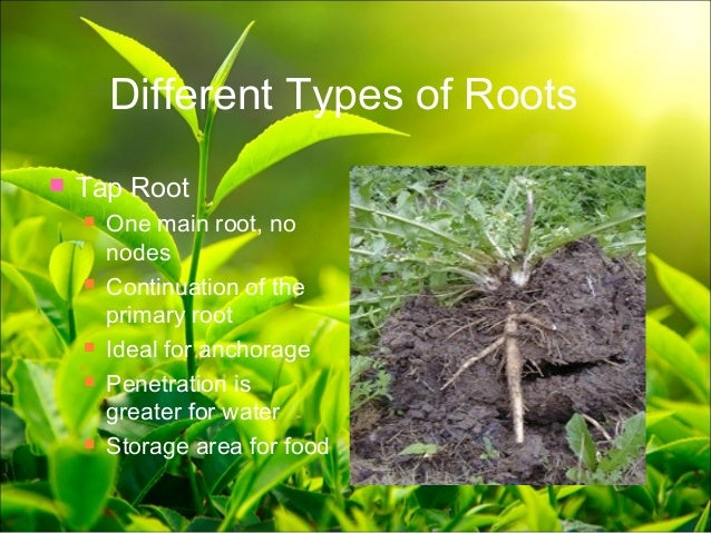 Plant anatomy presentation