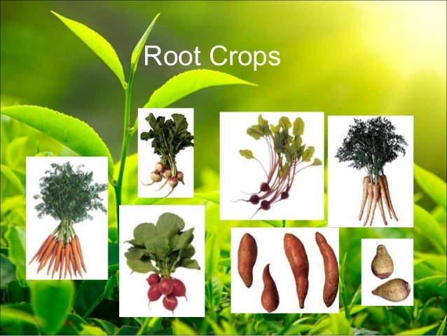Plant anatomy presentation