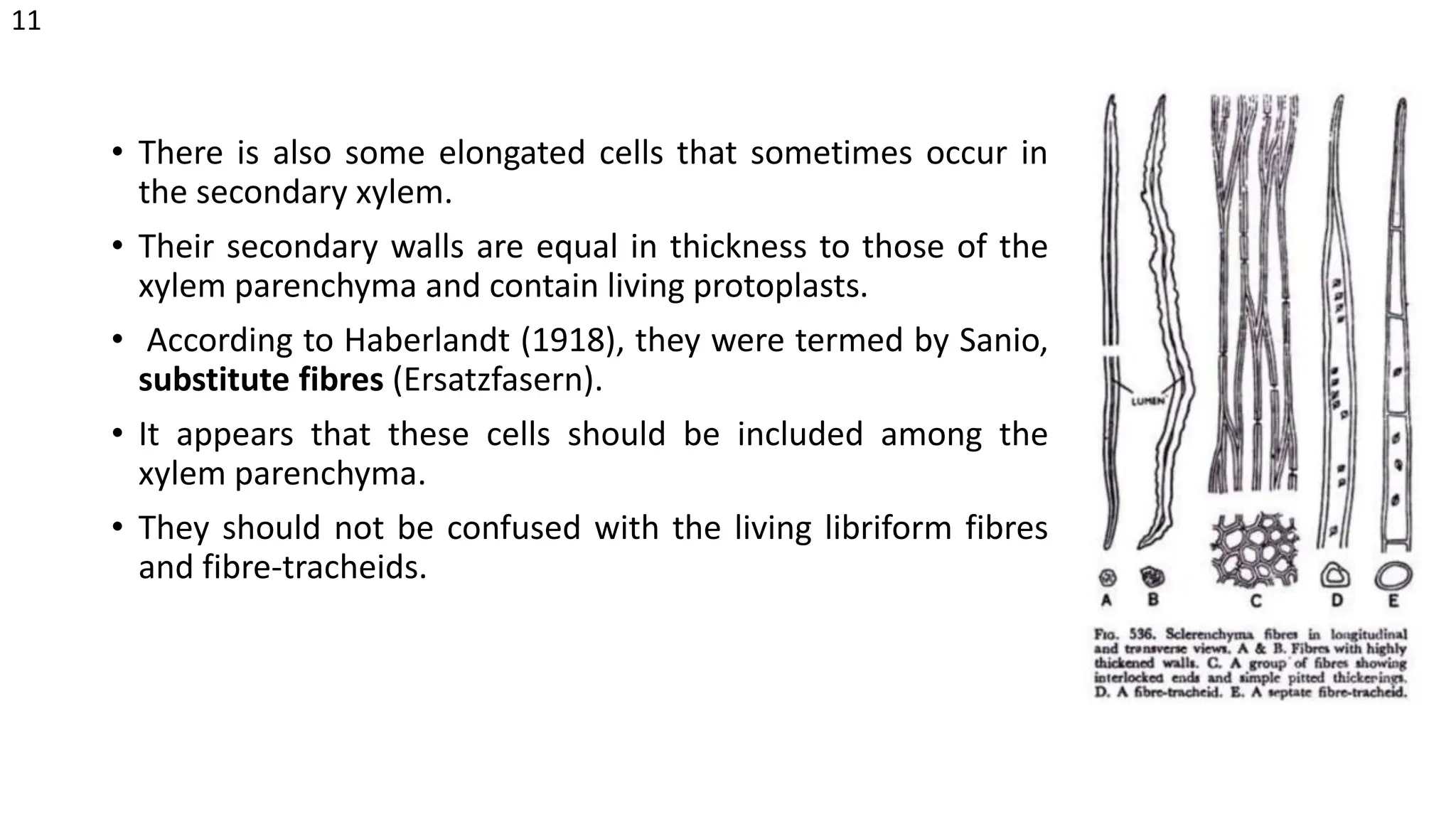 Plant fibres.........................pptx