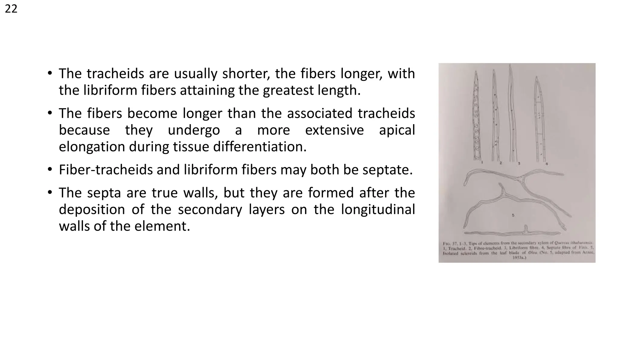 Plant fibres.........................pptx