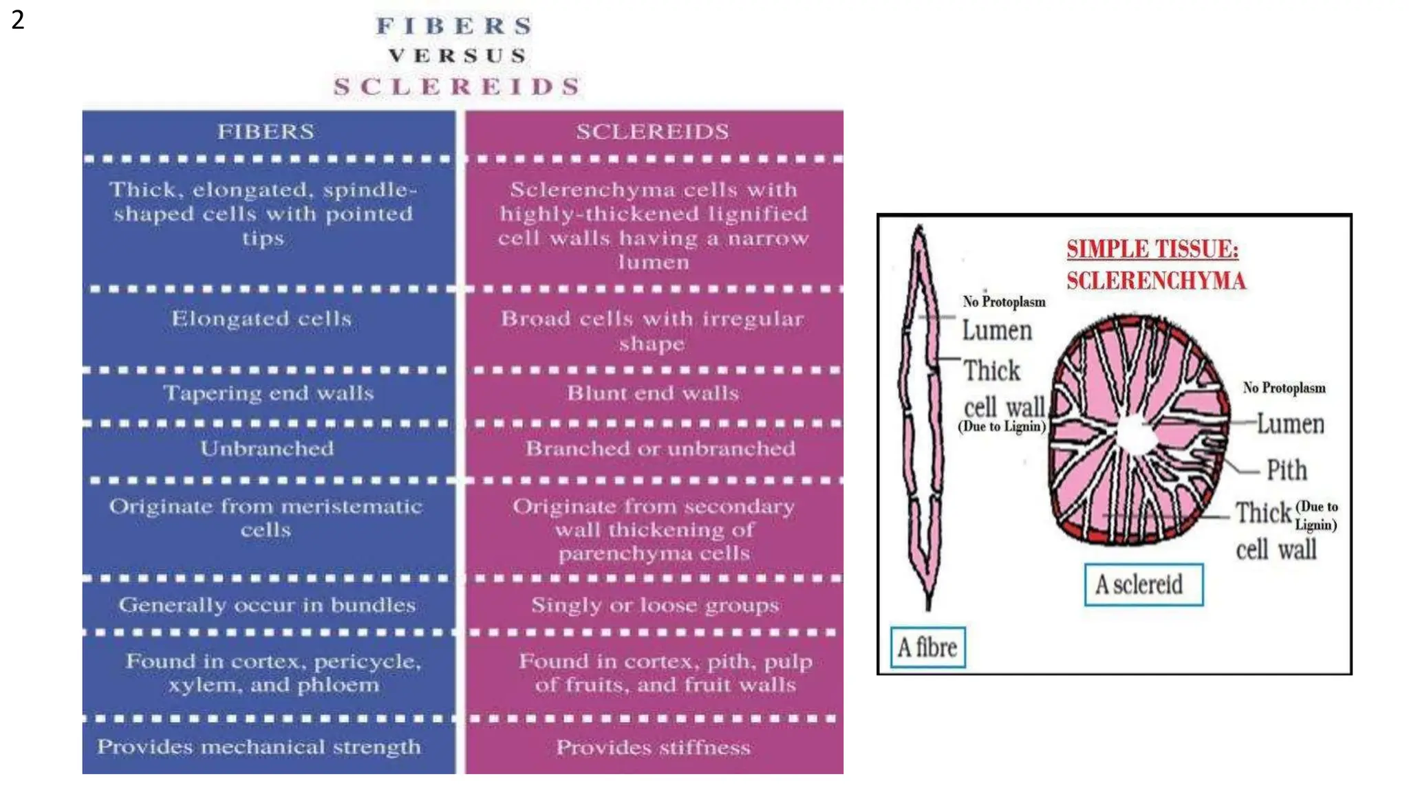 Plant fibres.........................pptx