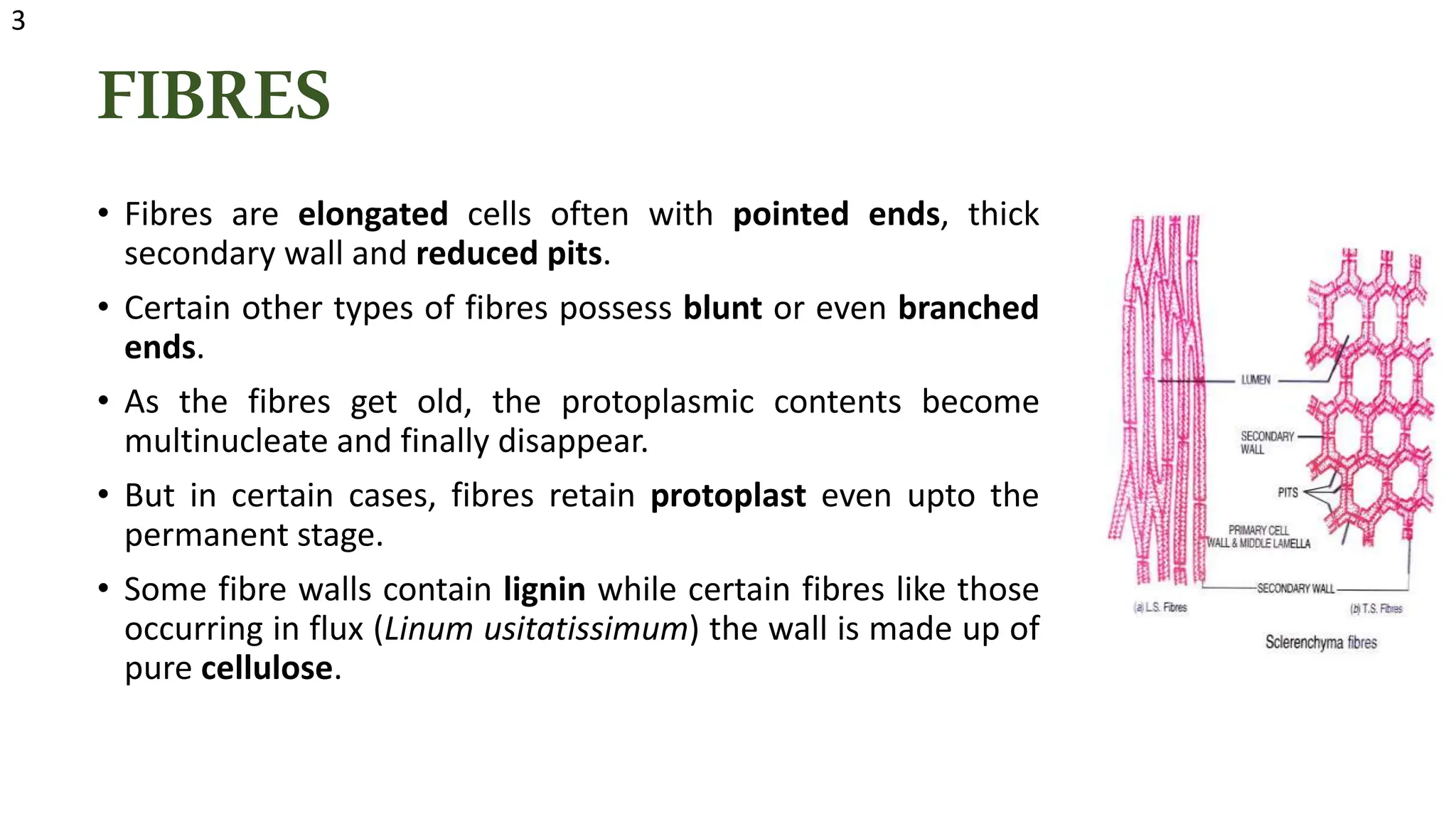 Plant fibres.........................pptx