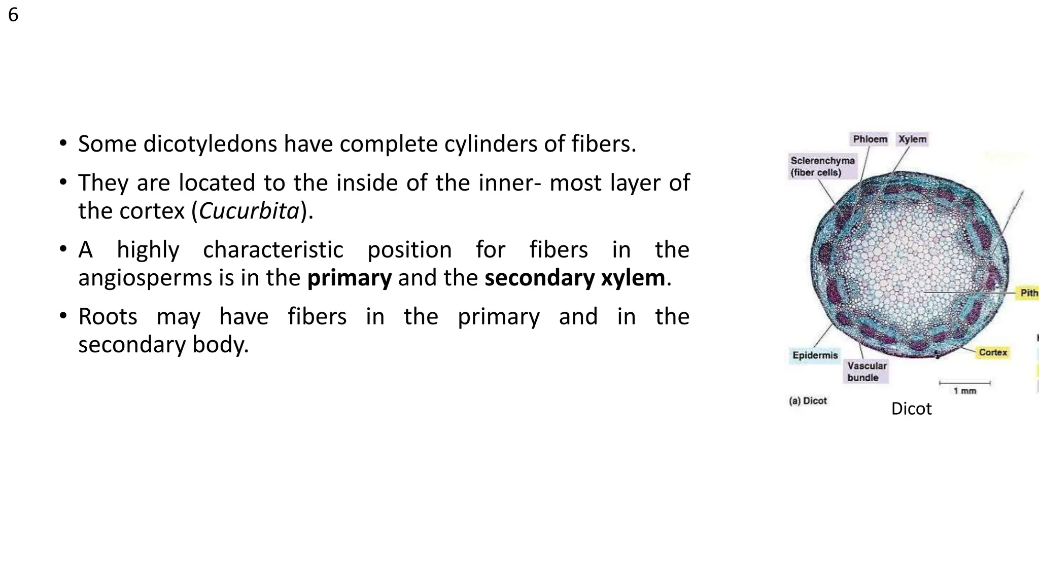 Plant fibres.........................pptx