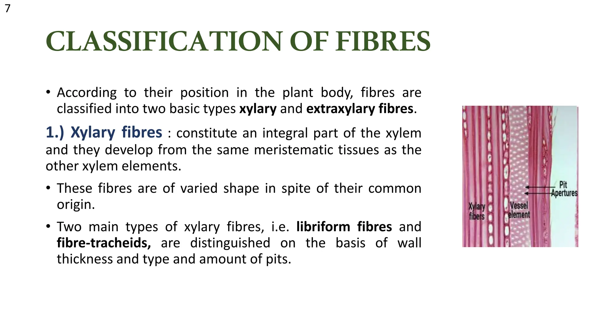 Plant fibres.........................pptx