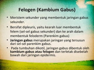 PPT Anatomi Tumbuhan | PPT