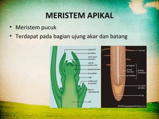 PPT Anatomi Tumbuhan | PPT