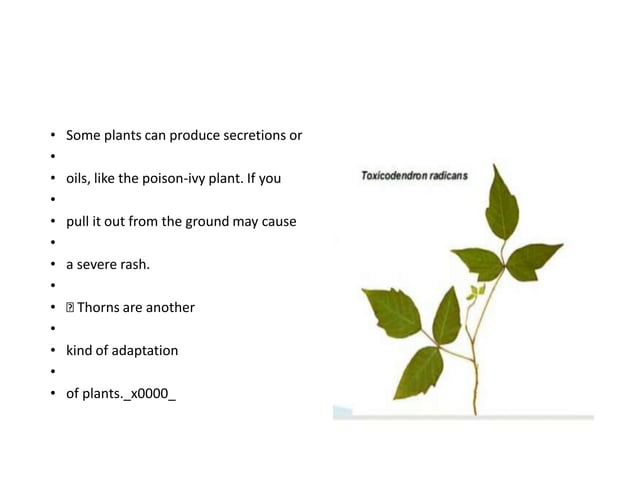 Plant and animal adaptation.pptx