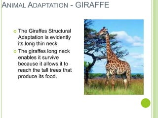 Plant and animal adaptations | PPTX
