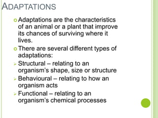 Plant and animal adaptations | PPT