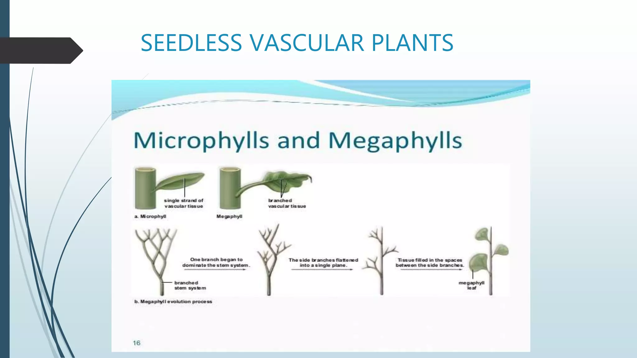 Plant and animal biology | PPTX
