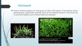 Plant and animal biology | PPTX