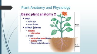 plant and animal biology presentation.pptx
