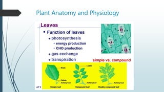 plant and animal biology presentation.pptx