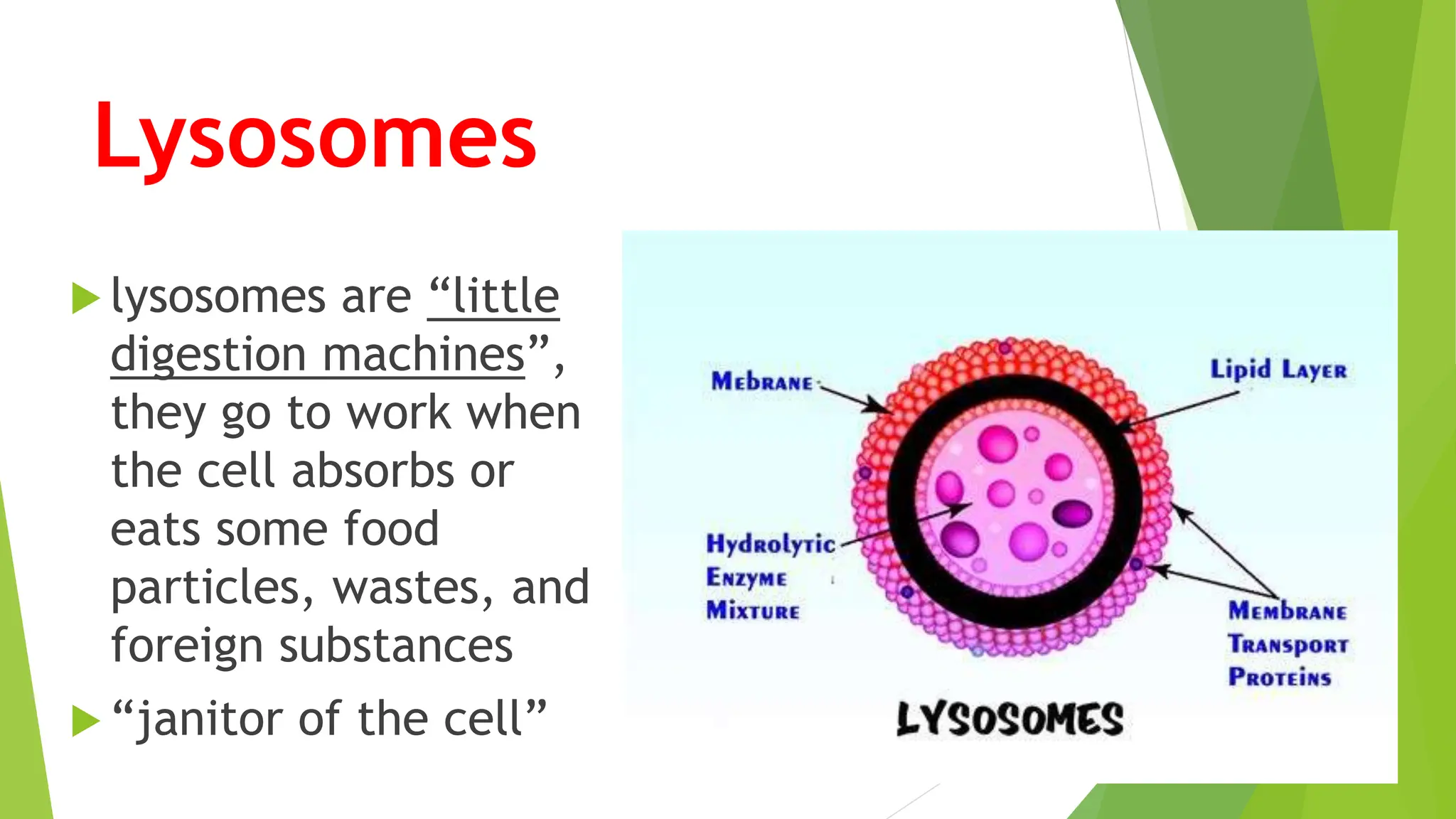 Plant and Animal Cell PowerPoint present | PPTX