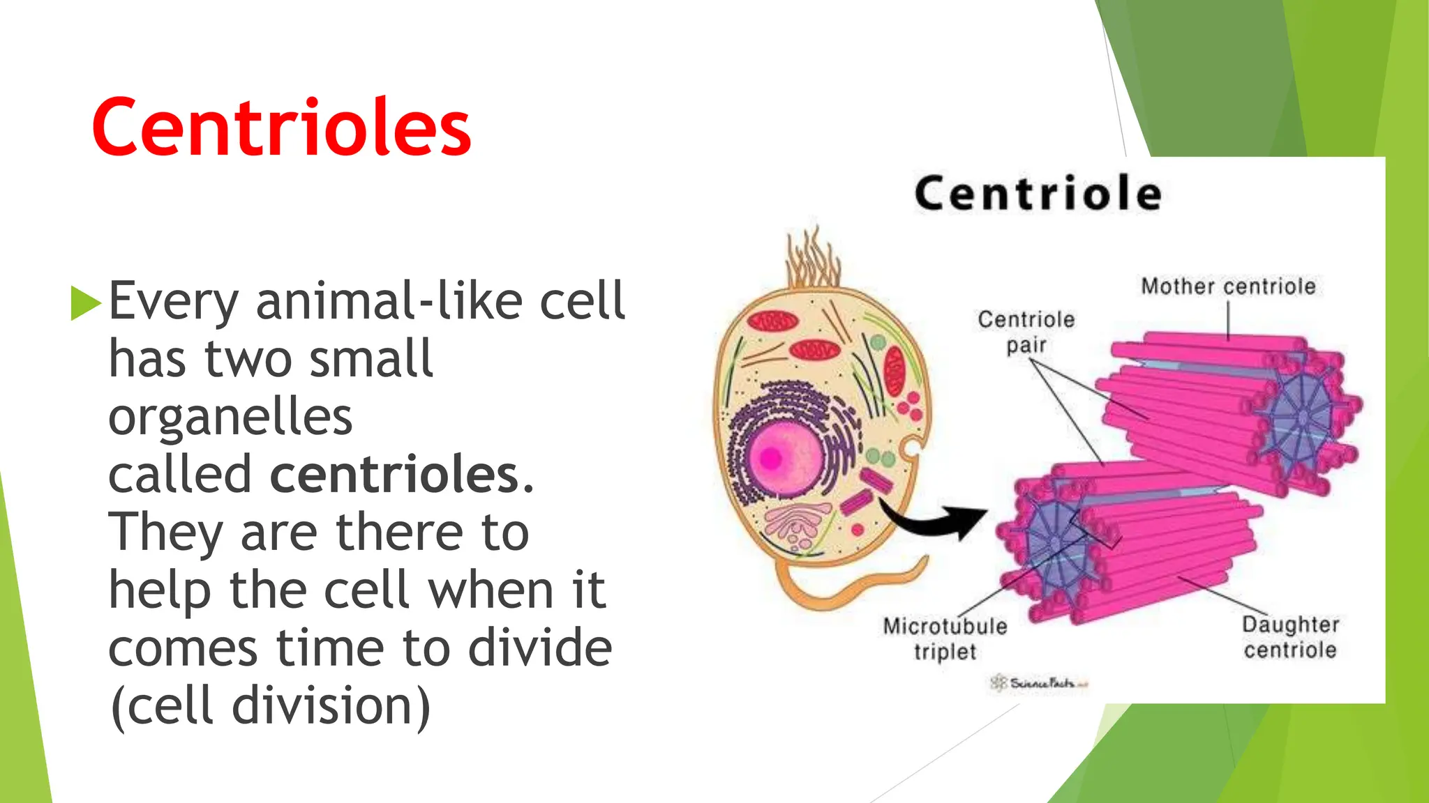 Plant and Animal Cell PowerPoint present | PPTX