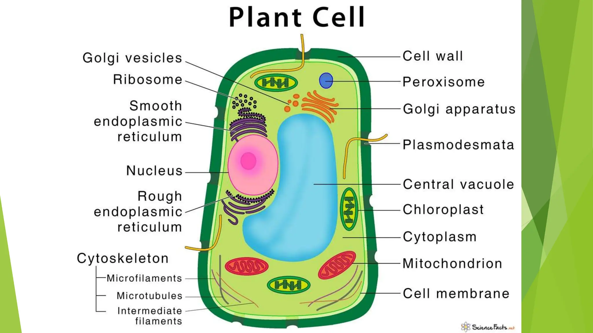 Plant and Animal Cell PowerPoint present | PPTX