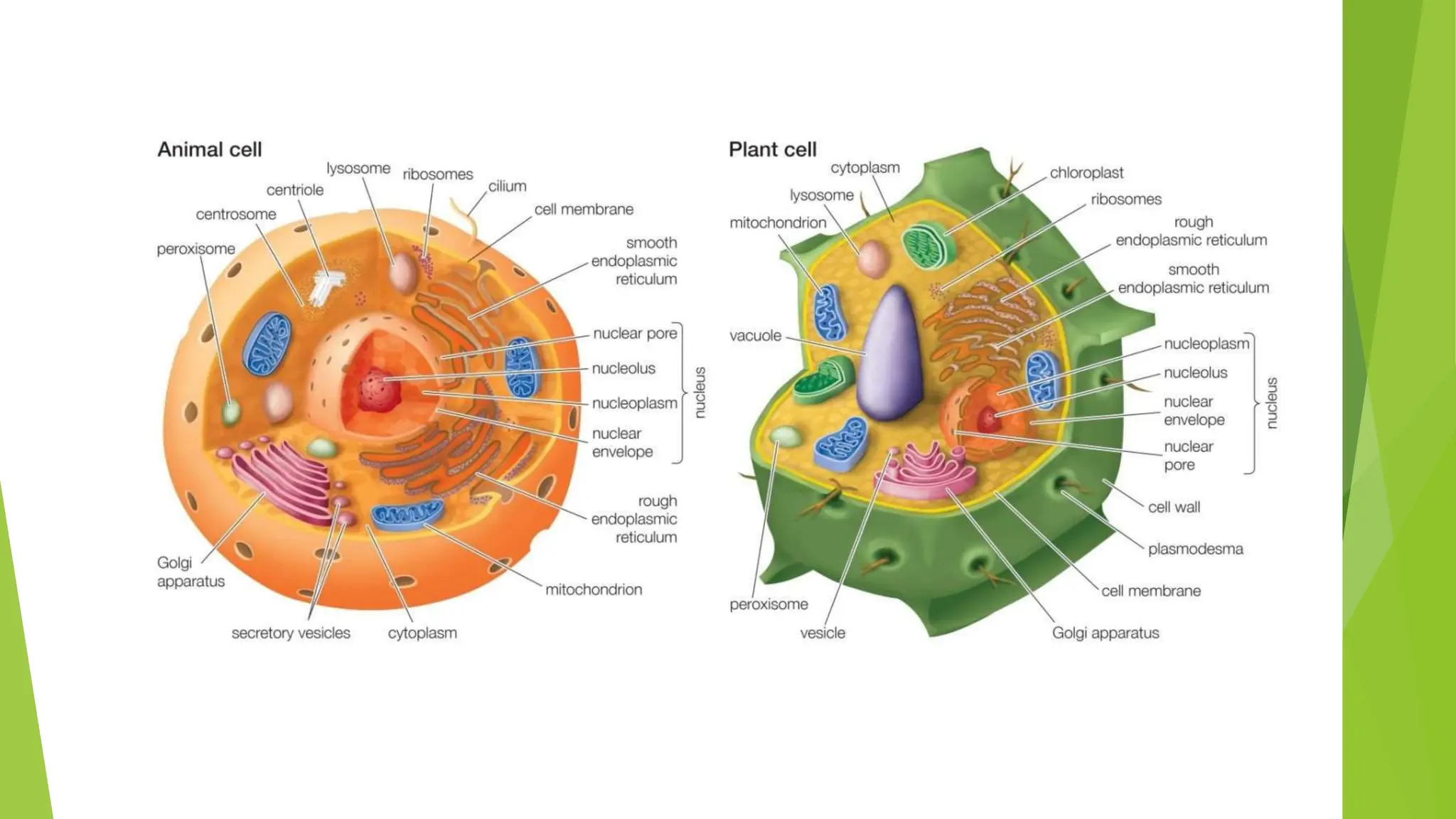 Plant and Animal Cell PowerPoint present | PPTX