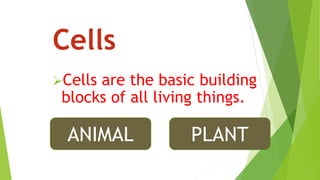Plant and Animal Cell PowerPoint present | PPTX
