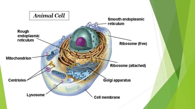Plant and Animal Cell PowerPoint present | PPT