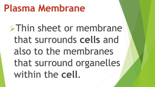Plant and Animal Cell PowerPoint present | PPTX