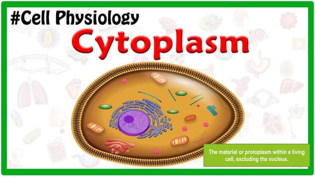 Plant and Animal Cell PowerPoint present | PPT