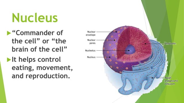 Plant and Animal Cell PowerPoint present | PPT