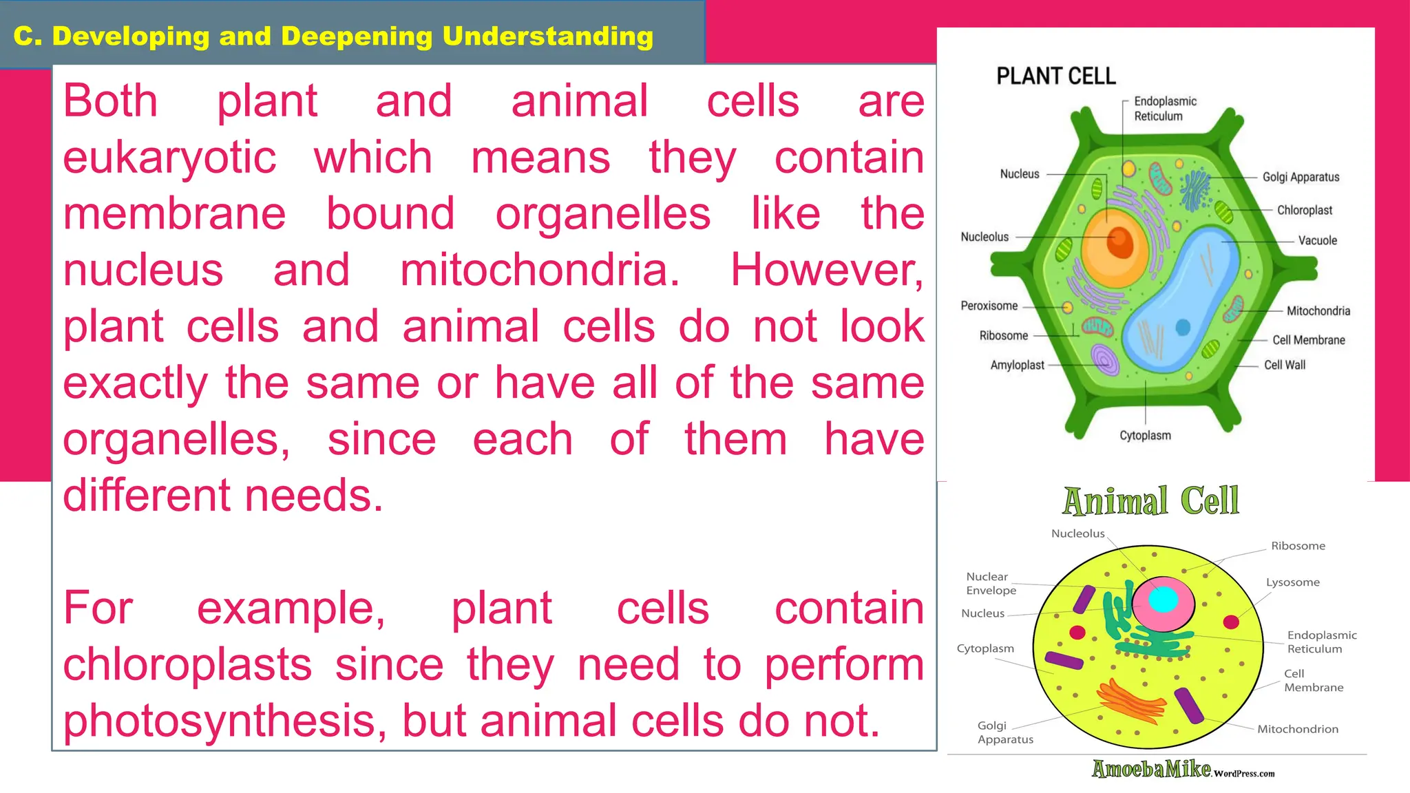 Plant and Animal Cell grade 7 lesson proper | PPTX