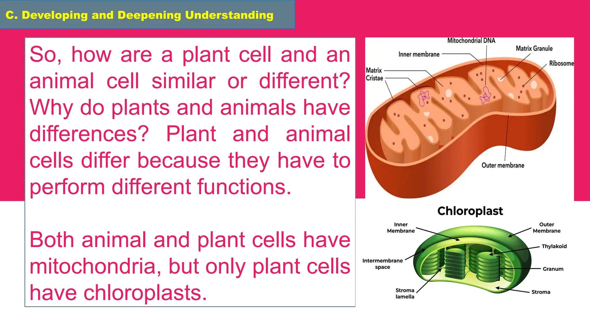 Plant and Animal Cell grade 7 lesson proper | PPTX